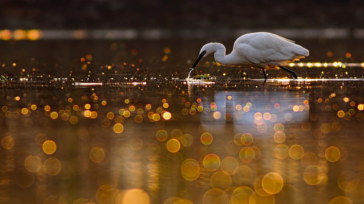 Why BCWJ - BC Water Jobs